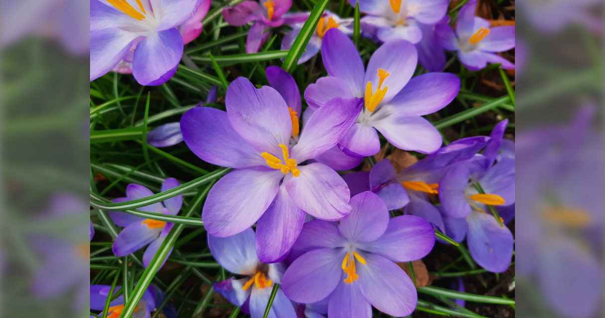 Mary Louise Porter - Lux Funeral Home & Cremation Services New ...